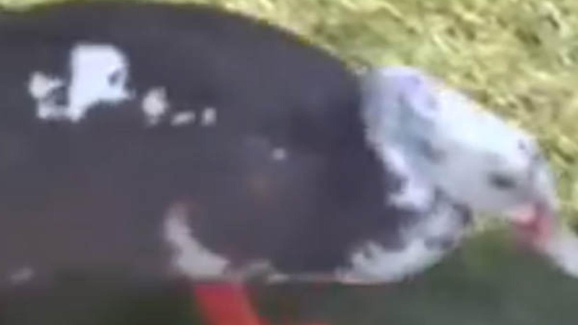 Ente Philip hat Füße aus dem 3D-Drucker