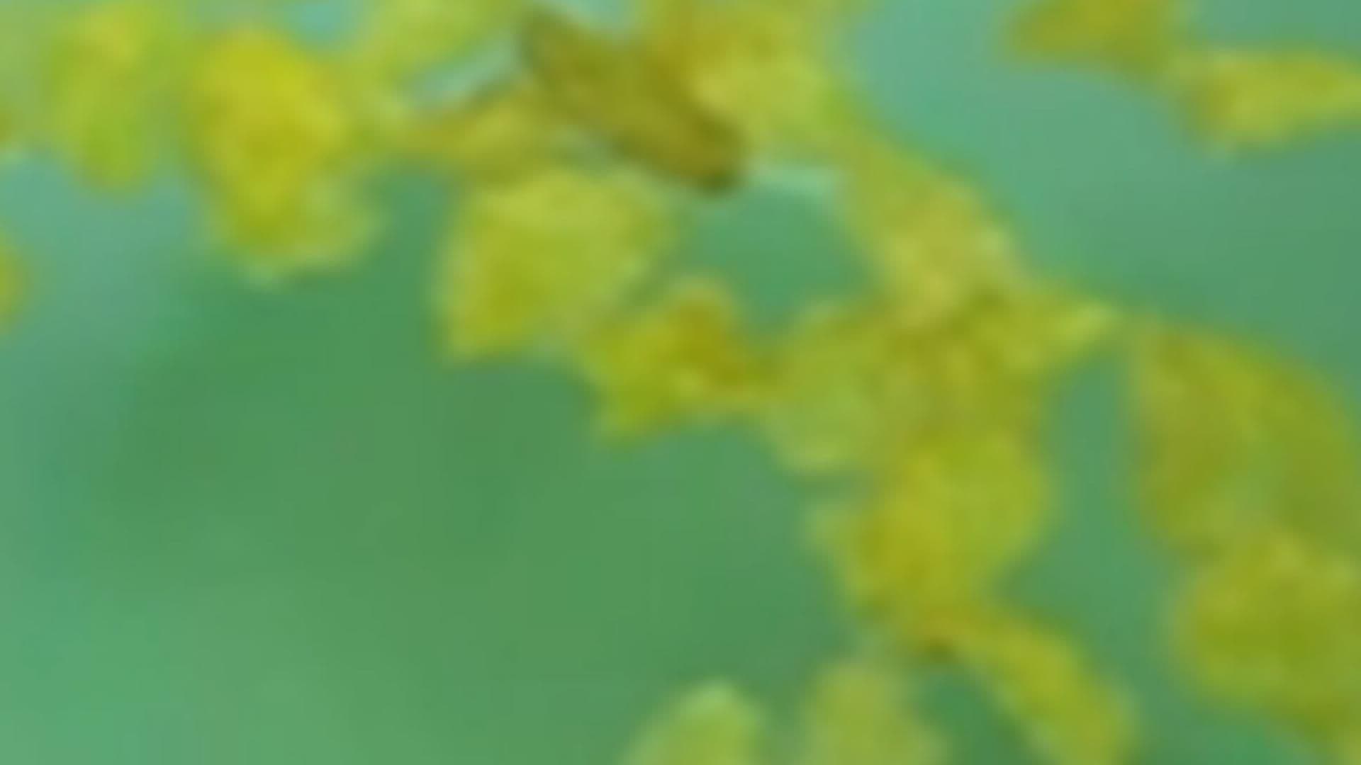 Magnetische Cornflakes