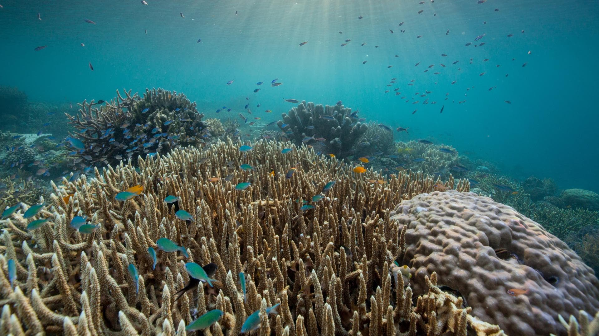 "Unser Planet": Wenn du diese Netflix-Doku gesehen hast, wird sich dein ...