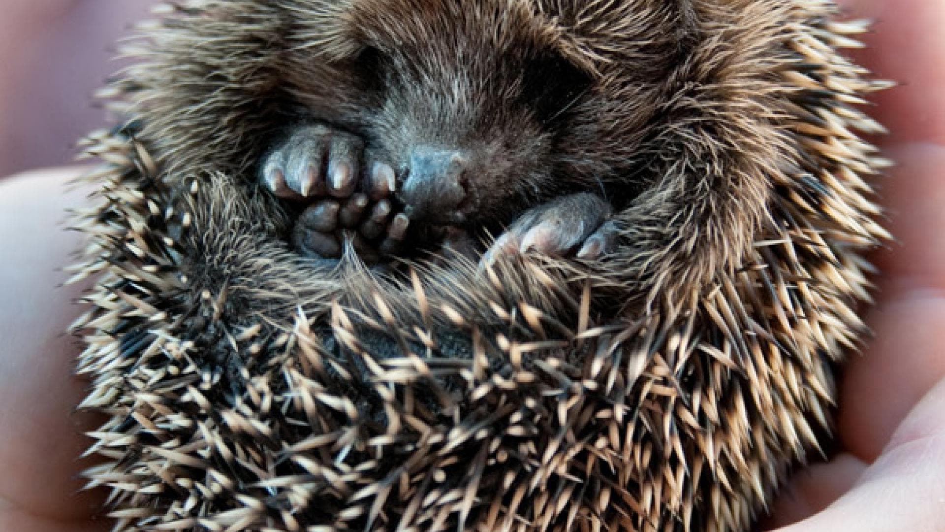 Tier-Fotos: Igel-Baby