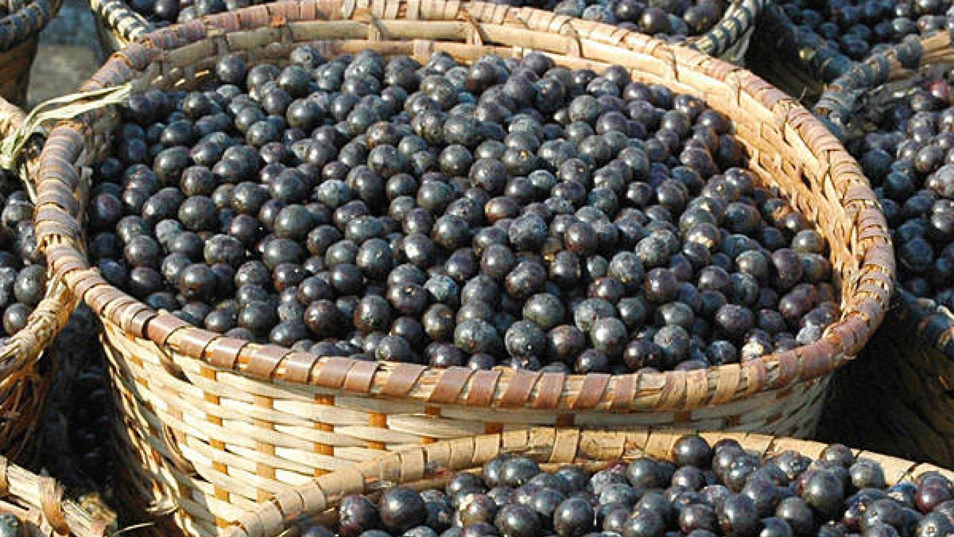 Acai Beeren zum Abnehmen