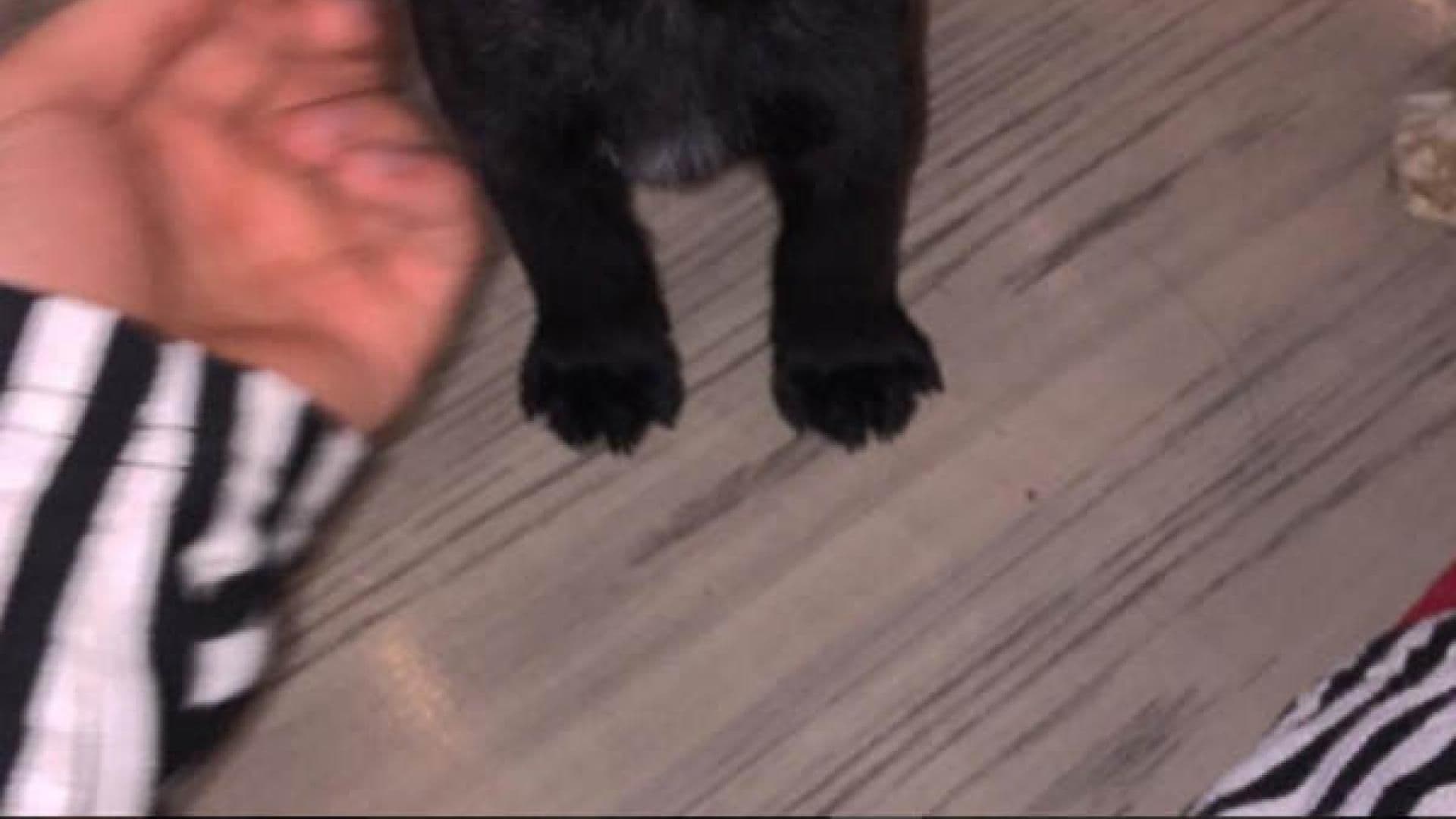 Justin Bieber: Labrador-Baby Phil