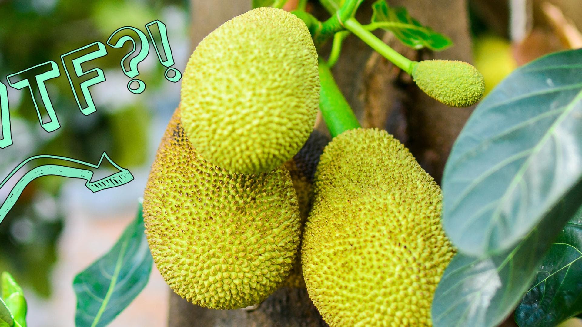Jackfrucht: Der perfekte Fleischersatz