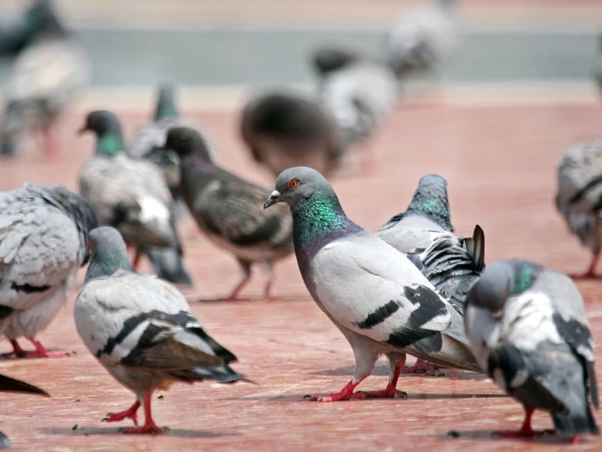 Taubenwitz: Tauben können nicht hören